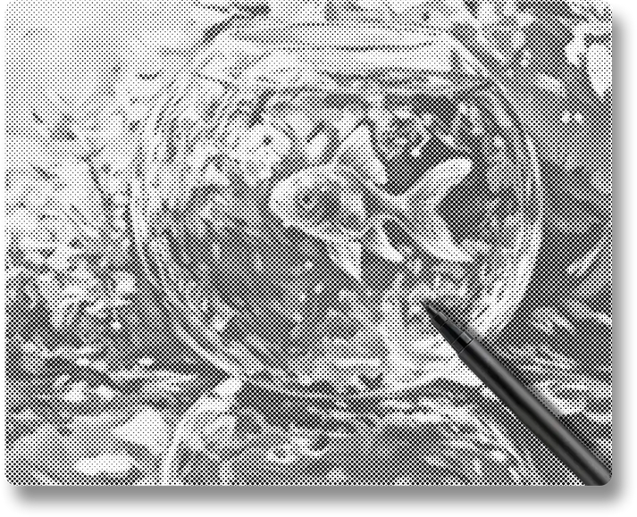 Goldfish - Dot Painting – Cheerful painting® (UK)